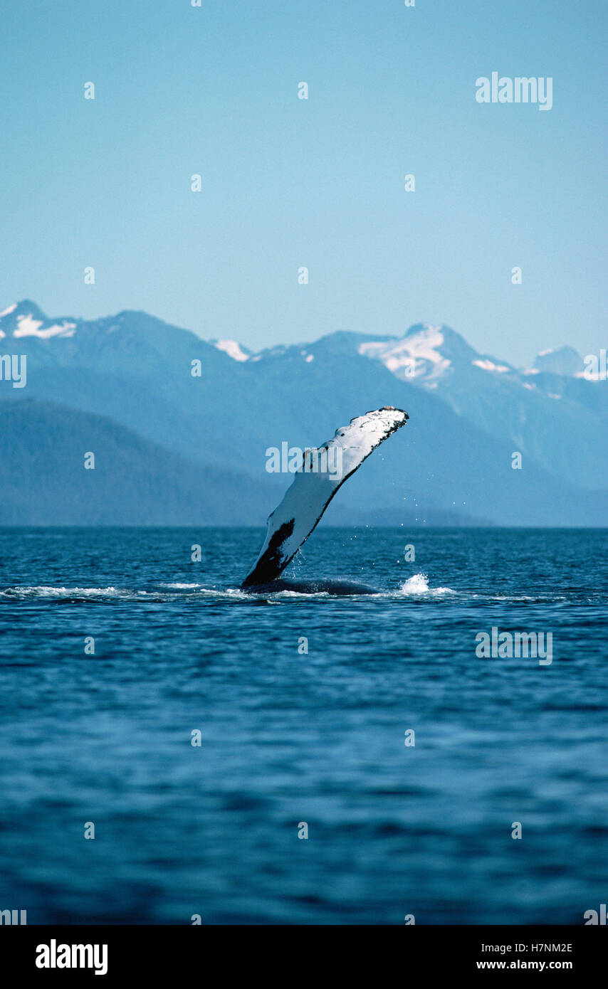 Humpback Whale (Megaptera novaeangliae) pectoral slap, Southeast Alaska ...