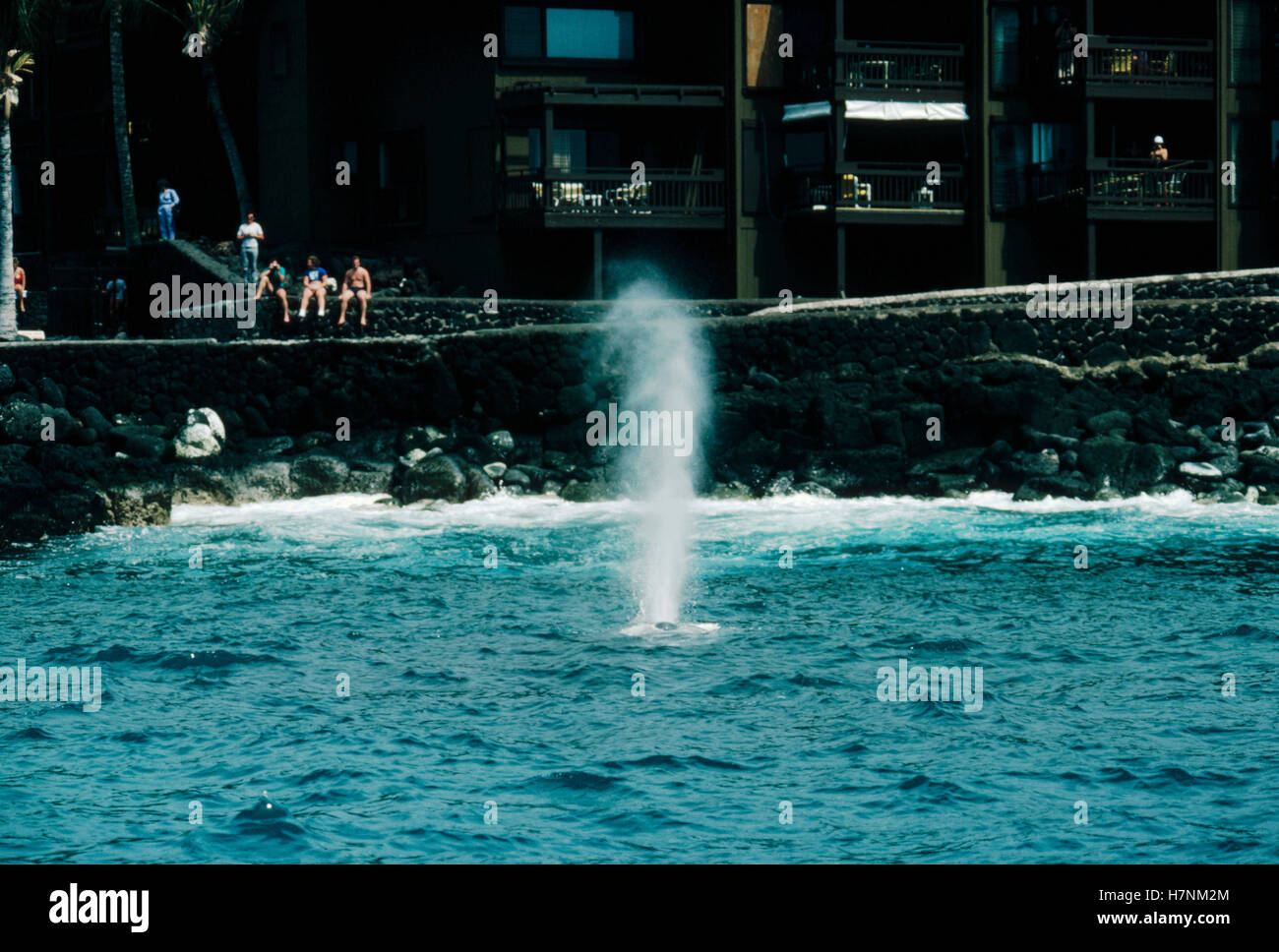 Humpback Whale (Megaptera novaeangliae) whale spouting in shallow ...