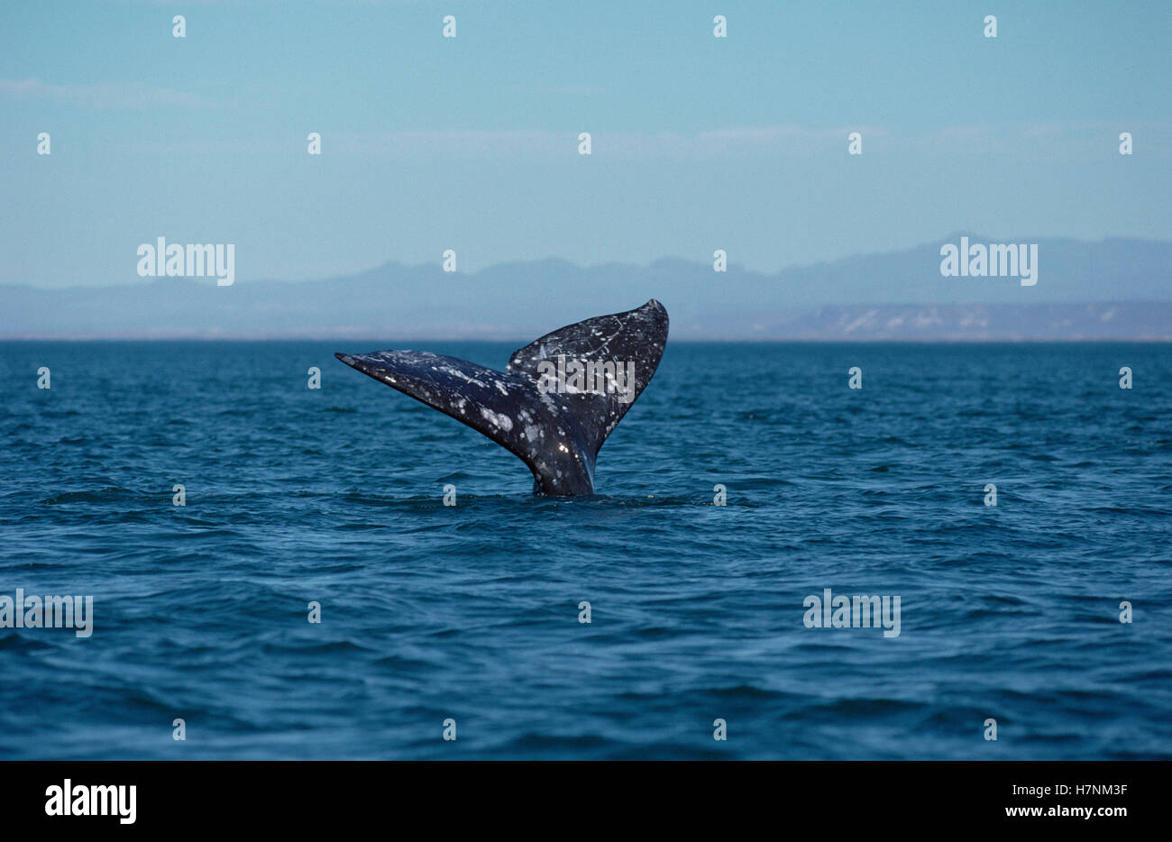 Gray Whale (Eschrichtius robustus) tail, San Ignacio Lagoon, Baja ...