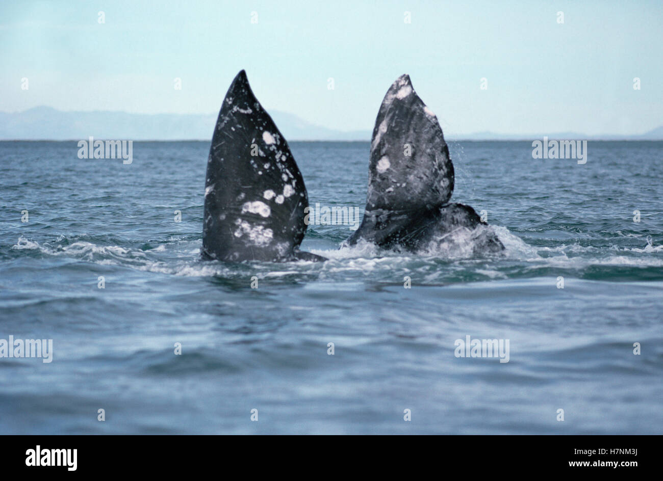 Gray Whale (Eschrichtius robustus) two tails Stock Photo - Alamy