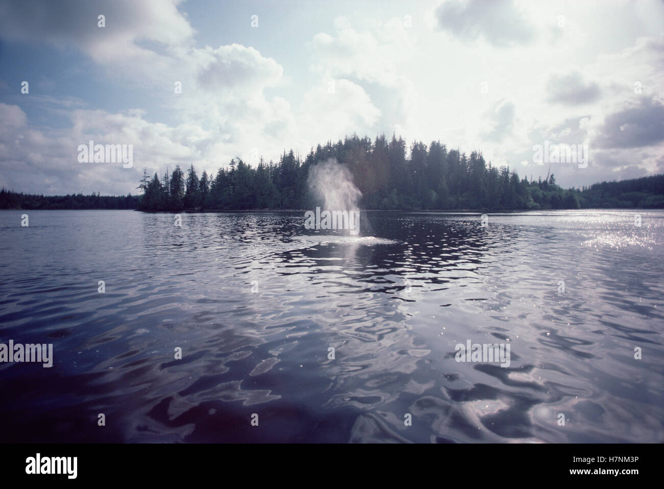 Gray Whale (Eschrichtius robustus) spouting, Vancouver Island, British ...