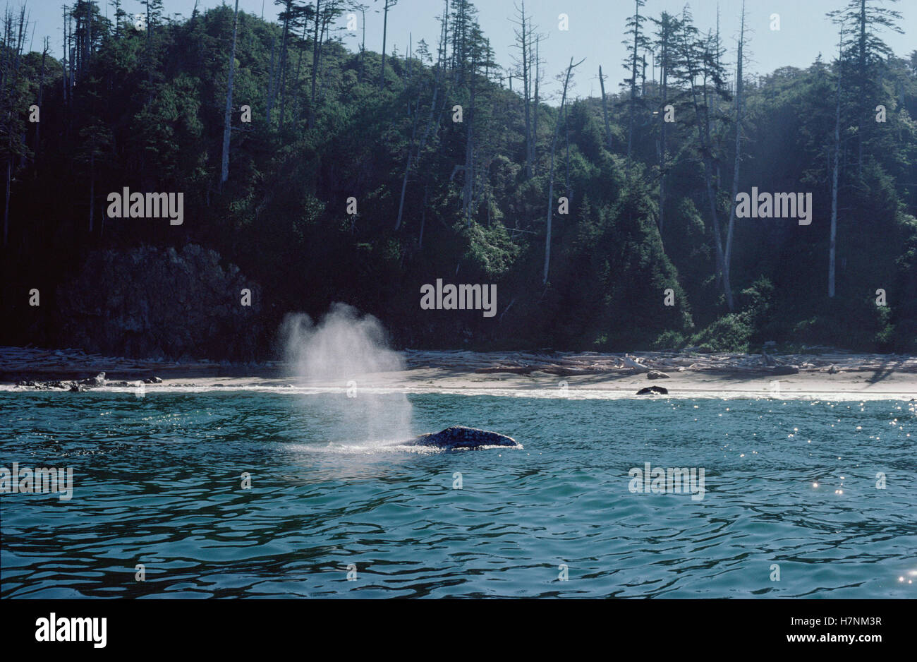 Gray Whale (Eschrichtius robustus) spouting, Vancouver Island, British ...