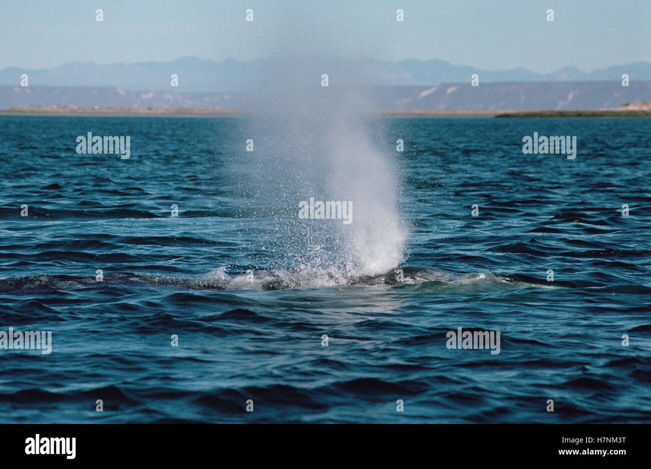Gray Whale (Eschrichtius robustus) spouting, San Ignacio Lagoon, Baja ...