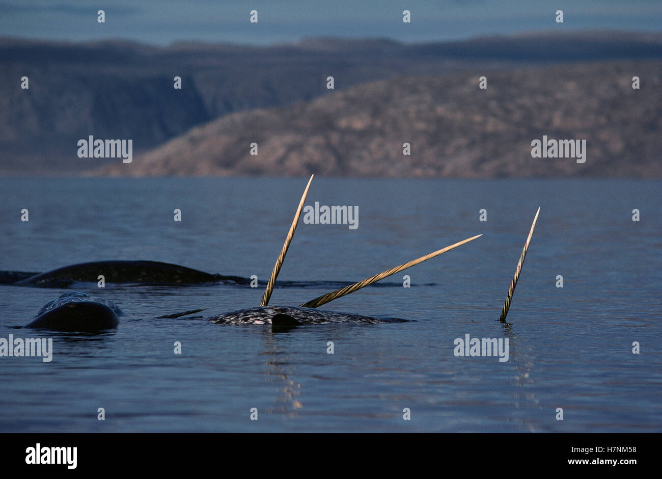 Narwhal (Monodon monoceros) group with tusks above surface, Baffin ...
