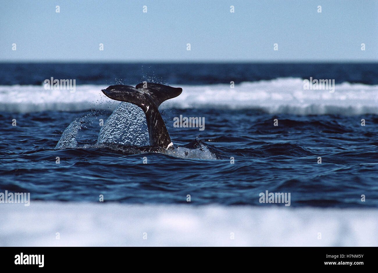 Narwhal (Monodon monoceros) fluke of diving whale, Baffin Island ...