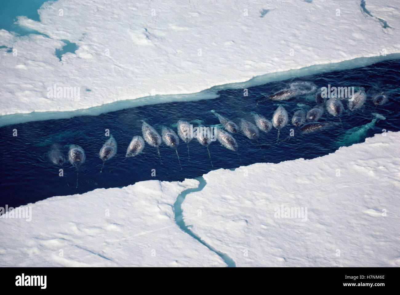 Narwhal (Monodon monoceros) group in ice break Stock Photo - Alamy
