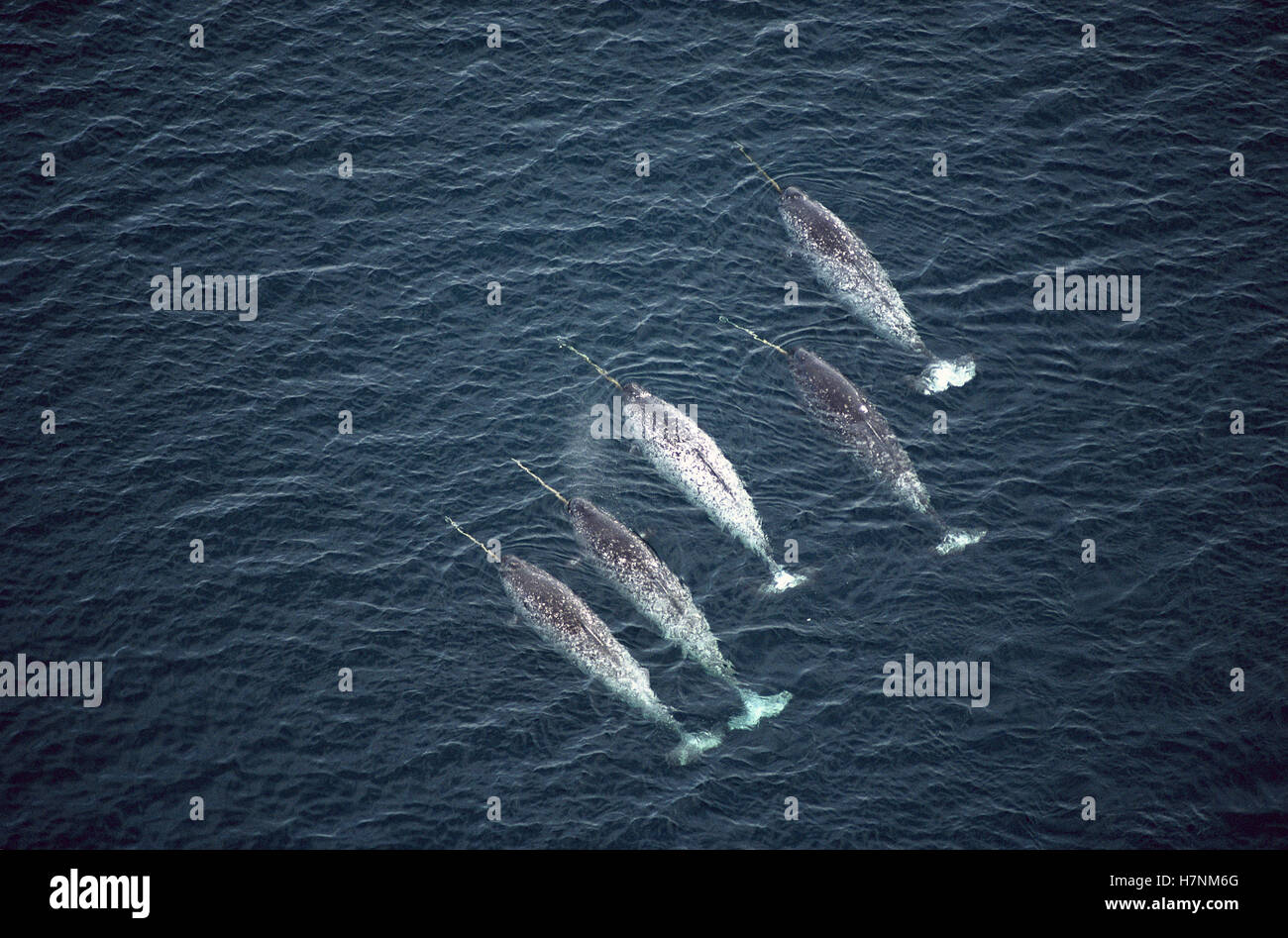 Narwhal (Monodon monoceros) aerial view of five males swimming near ...