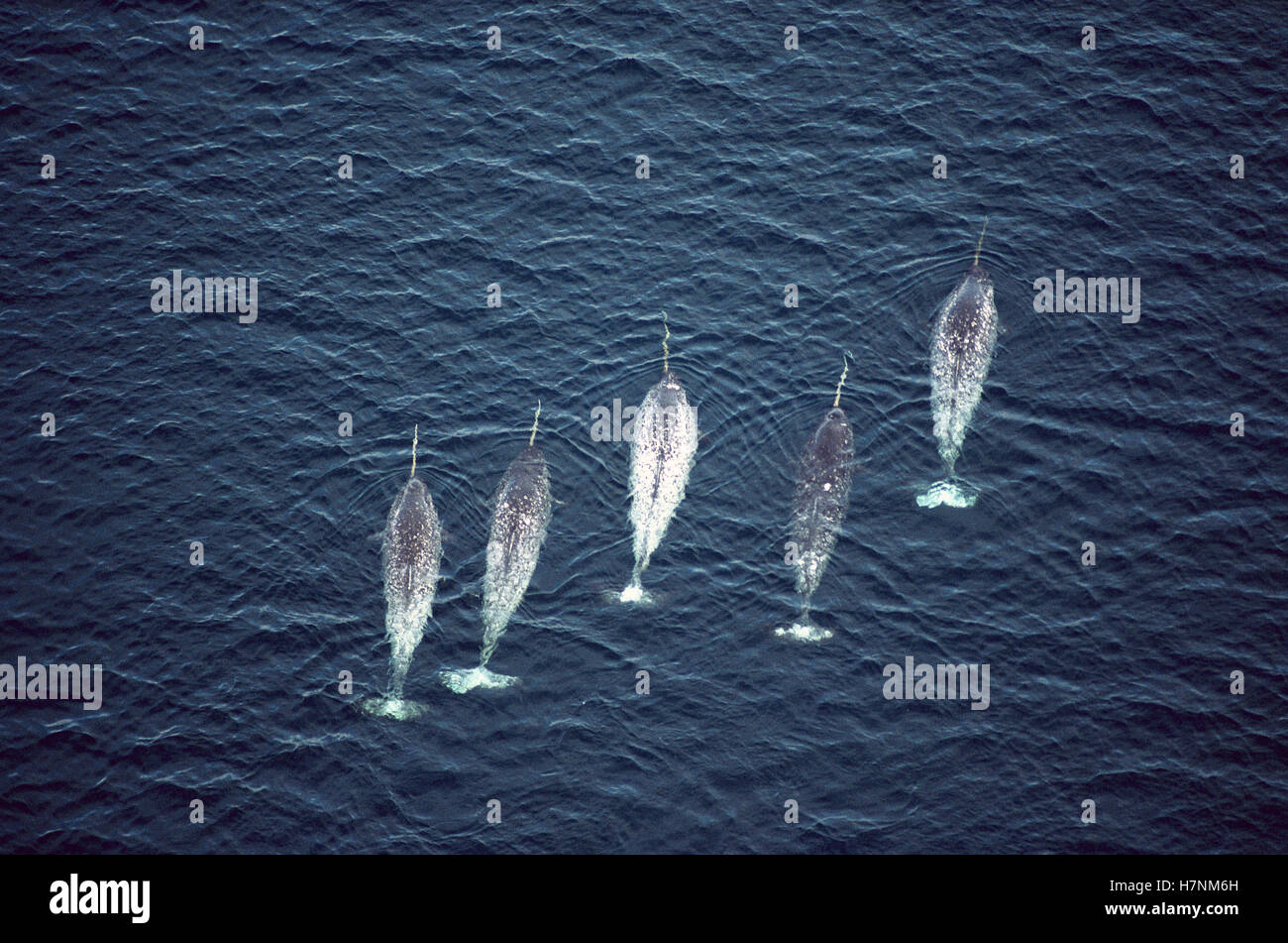 Narwhal (Monodon monoceros) aerial view of five males swimming near ...