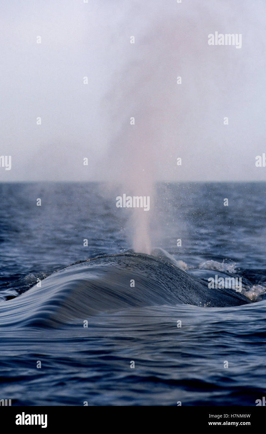 Blue Whale (Balaenoptera musculus) spouting, Sea of Cortez, Mexico ...