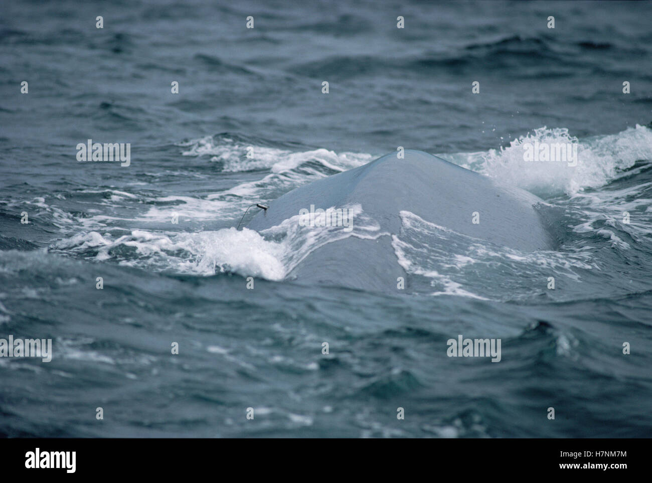 Blue Whale (Balaenoptera musculus) with tag, Sea of Cortez, Mexico ...