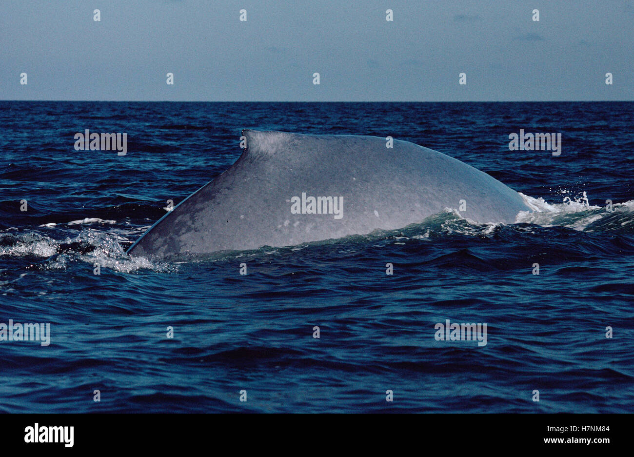 Blue Whale (Balaenoptera musculus) dorsal fin, Sea of Cortez, Mexico ...
