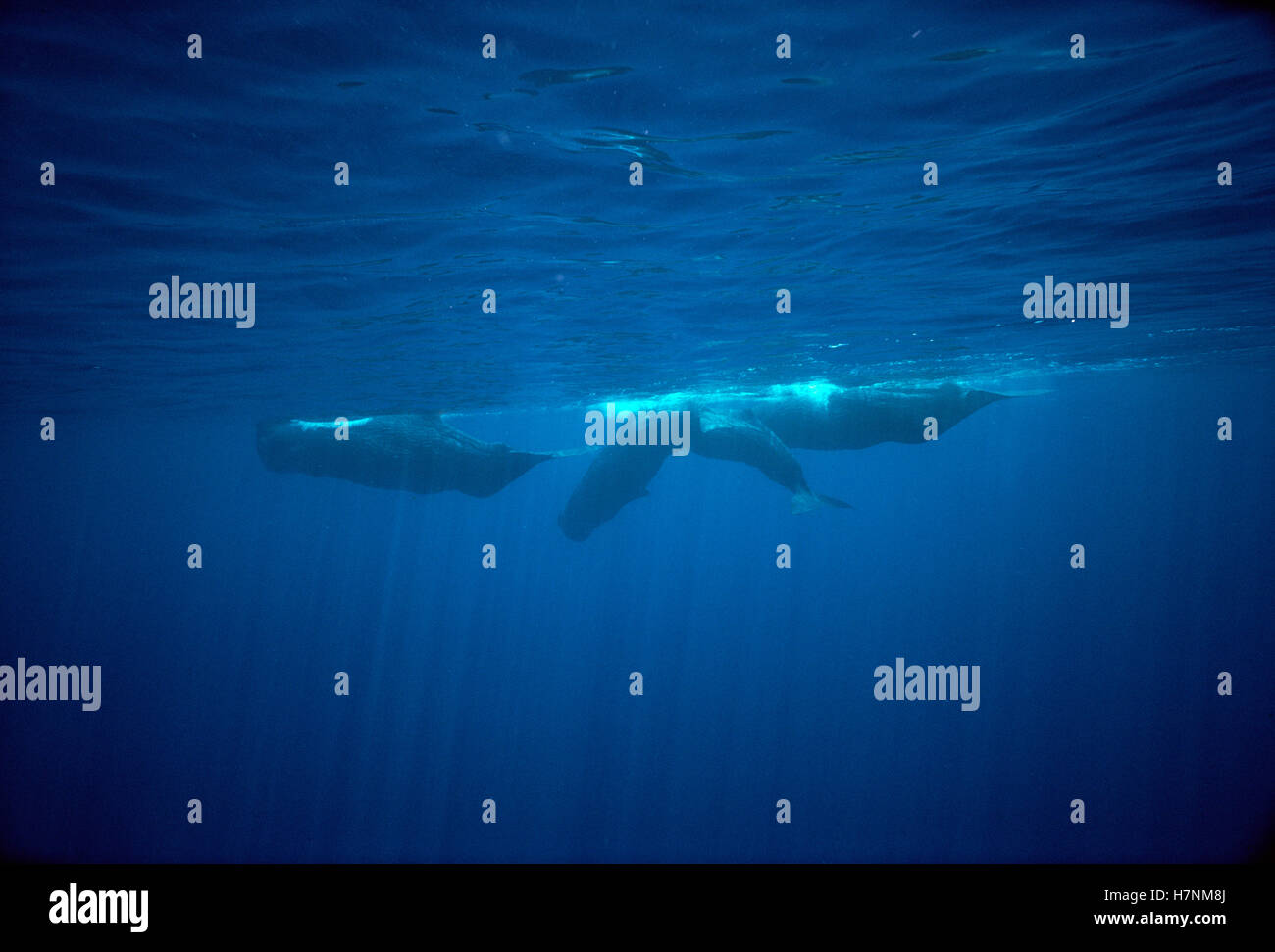 Sperm Whale (Physeter macrocephalus) social group at surface, Sri Lanka Stock Photo - Alamy