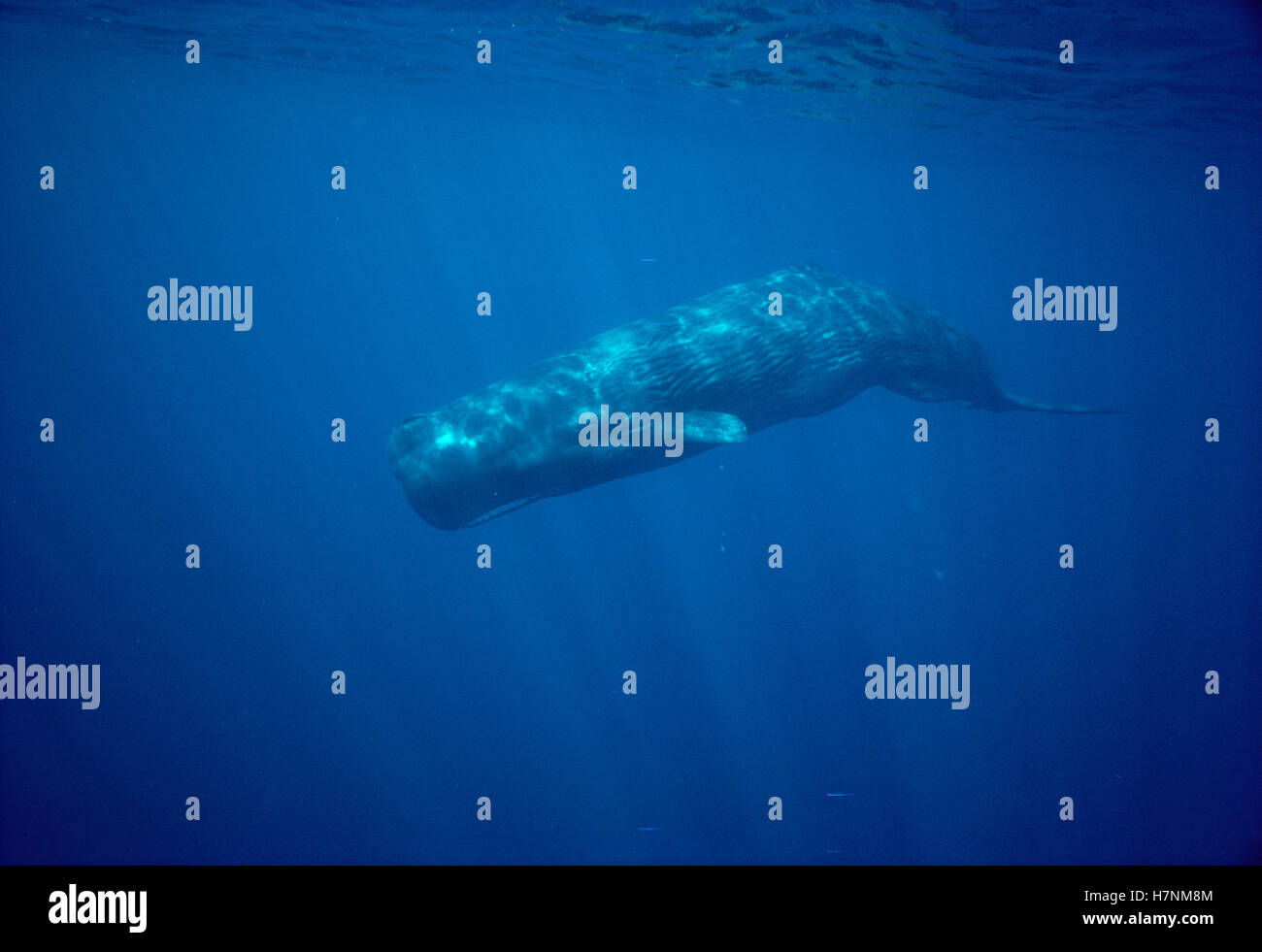 Sperm Whale (Physeter macrocephalus) portrait underwater, Sri Lanka Stock Photo - Alamy