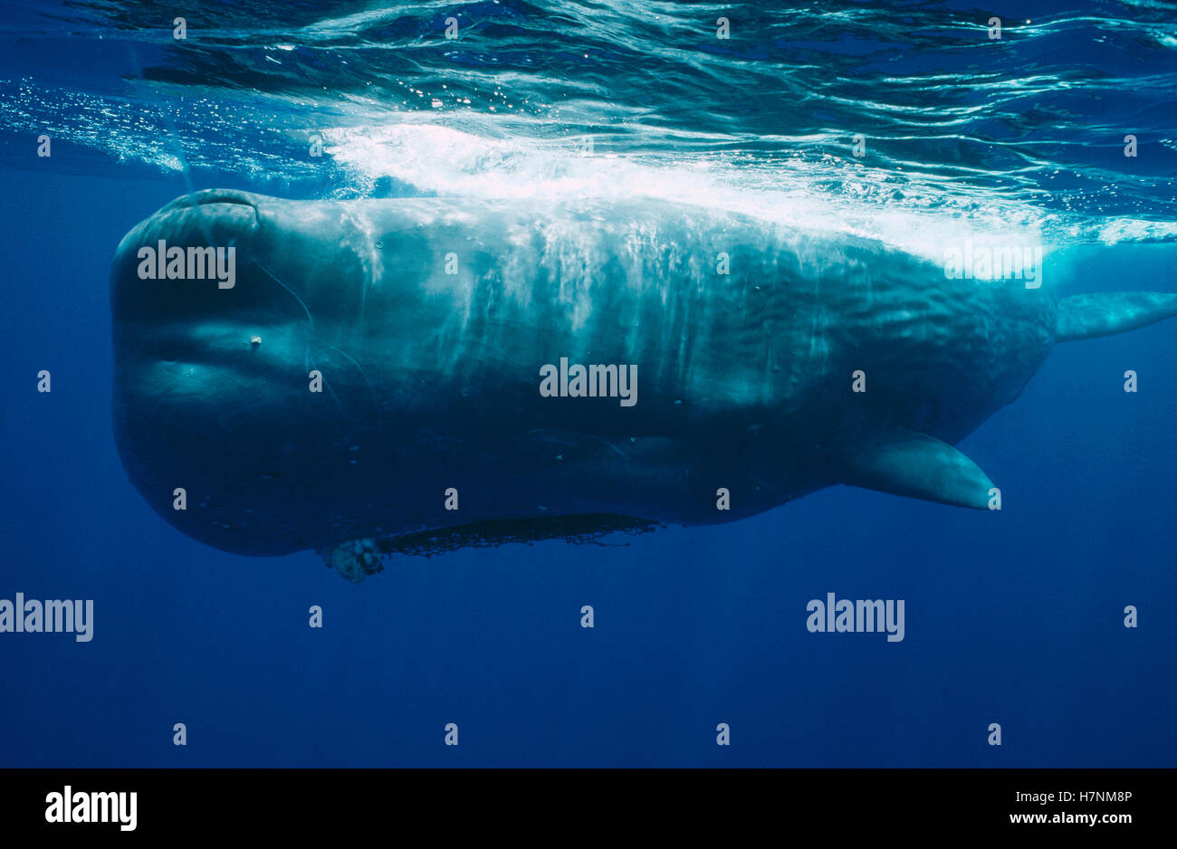 Sperm Whale (Physeter macrocephalus) entangled in net, Sri Lanka Stock Photo - Alamy
