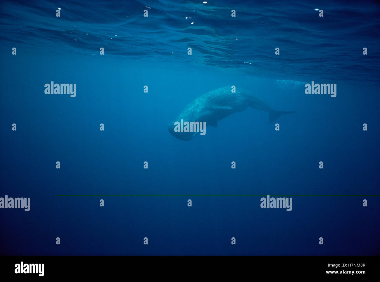Sperm Whale (Physeter macrocephalus) adult underwater, Sri Lanka Stock Photo - Alamy