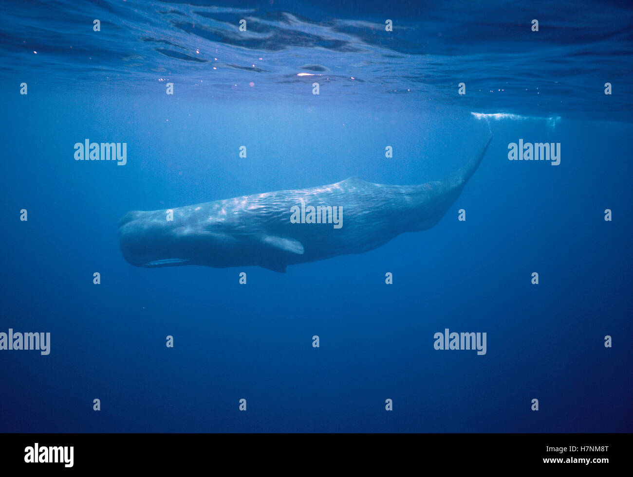Sperm Whale (Physeter macrocephalus) portrait, Sri Lanka Stock Photo - Alamy