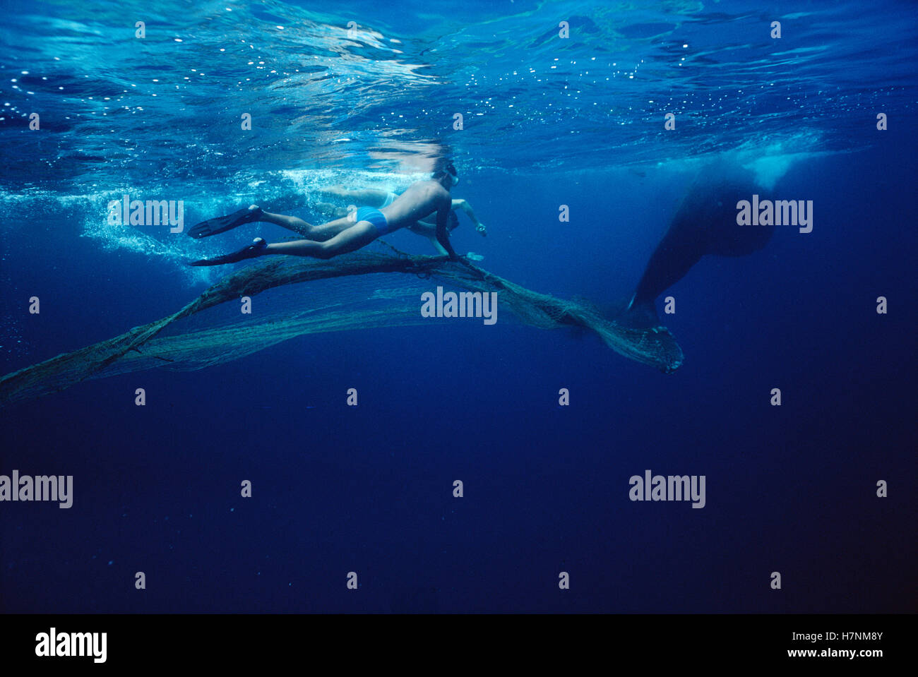 Sperm Whale (Physeter macrocephalus) tail caught in net is cut off by diver, Sri Lanka Stock ...