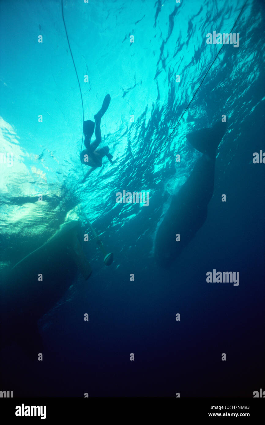 Sperm Whale (Physeter macrocephalus) researcher photographing whale ...