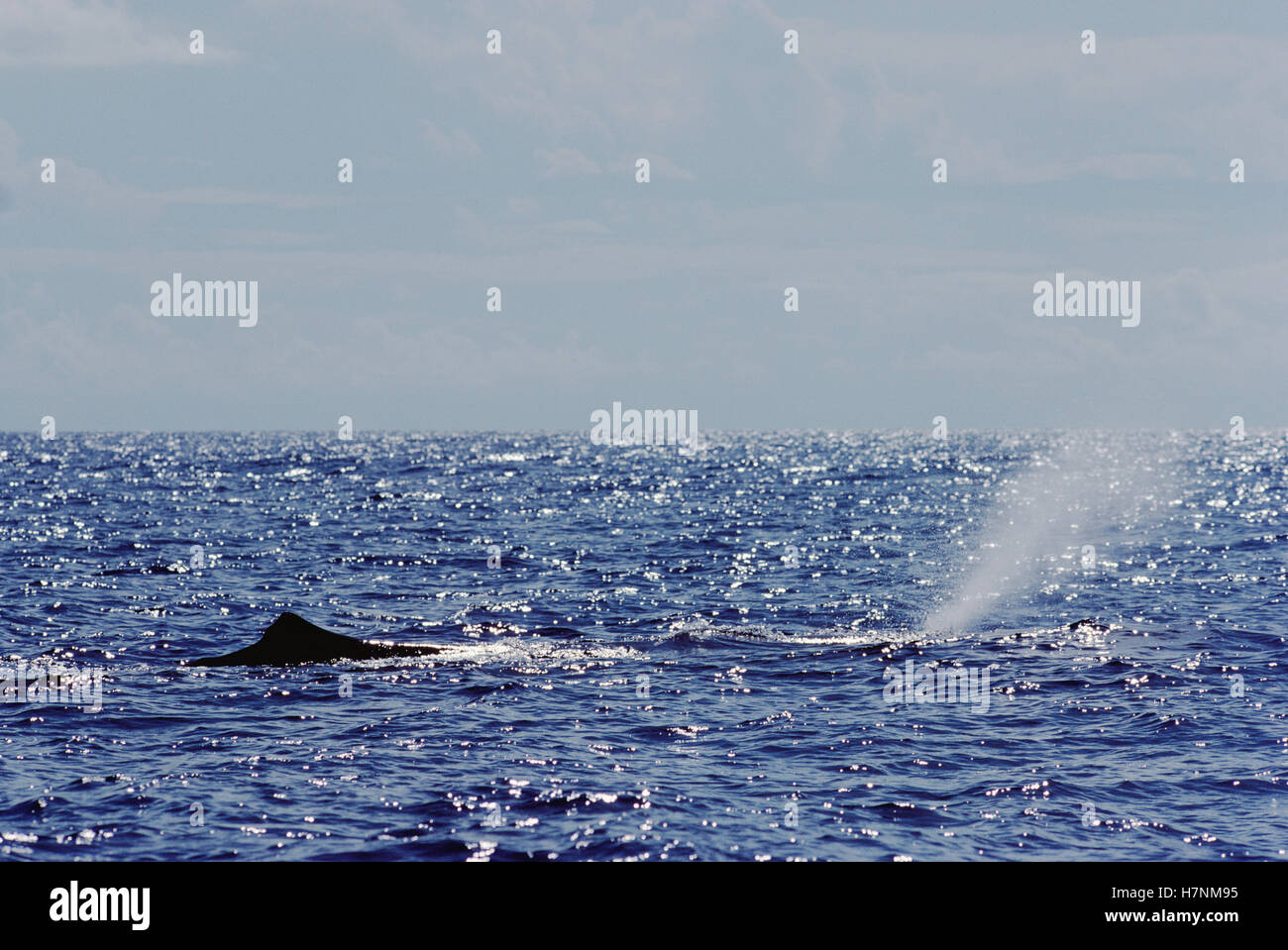 Sperm Whale (Physeter macrocephalus) spouting, Sri Lanka Stock Photo - Alamy