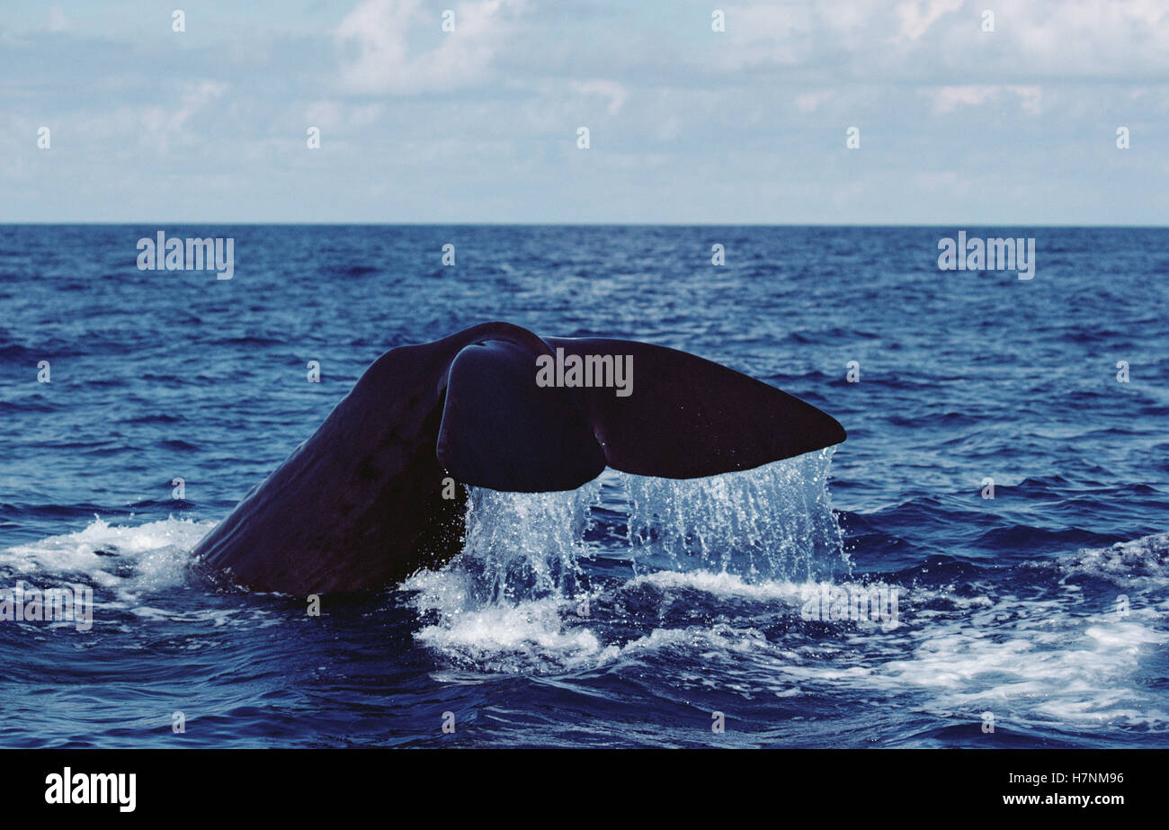 Sperm Whale (Physeter macrocephalus) tail, Sri Lanka Stock Photo - Alamy