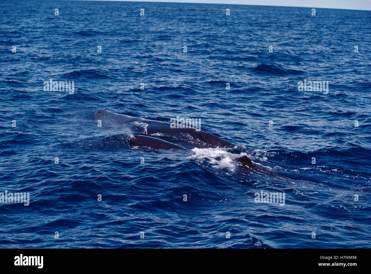 Sperm Whale (Physeter macrocephalus) pod at the ocean surface, Sri Lanka Stock Photo - Alamy