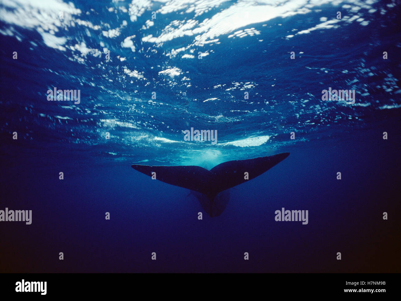 Sperm Whale (Physeter macrocephalus) tail, Sri Lanka Stock Photo - Alamy