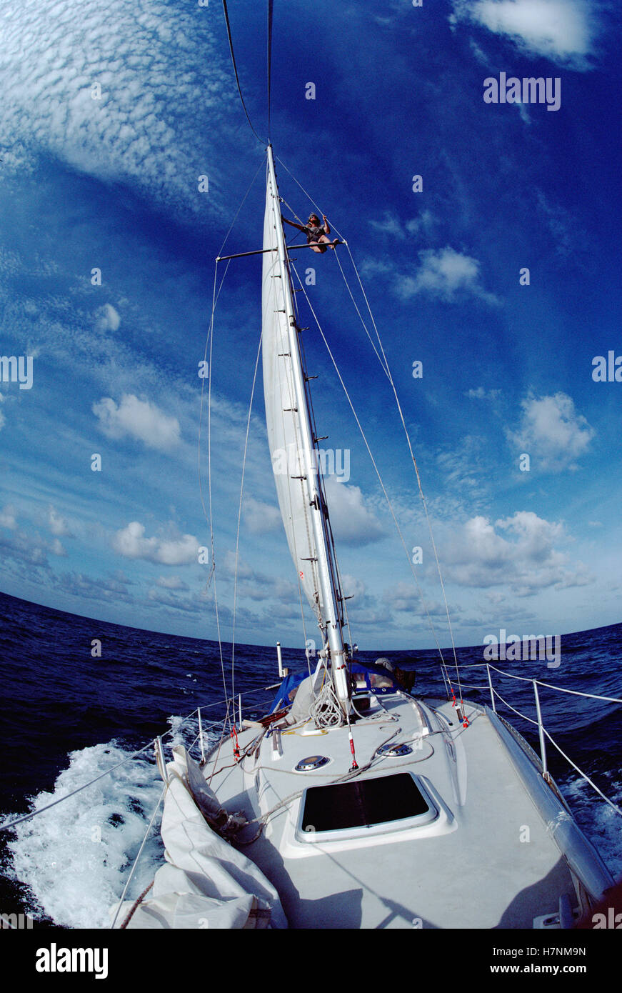 Sperm Whale (Physeter macrocephalus) researcher Hal Whitehead in crows ...