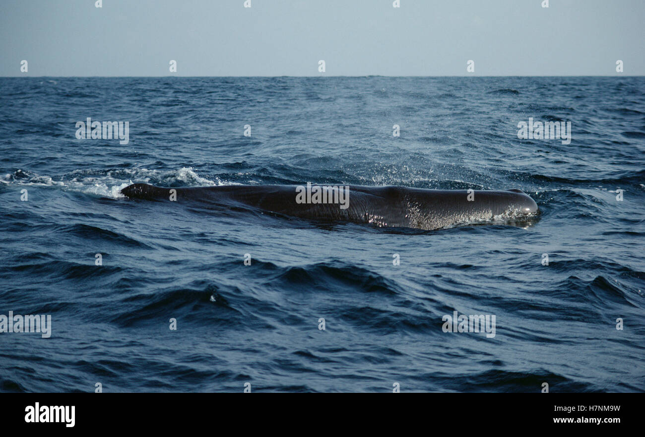 Sperm Whale (Physeter macrocephalus) surfacing, Sri Lanka Stock Photo - Alamy