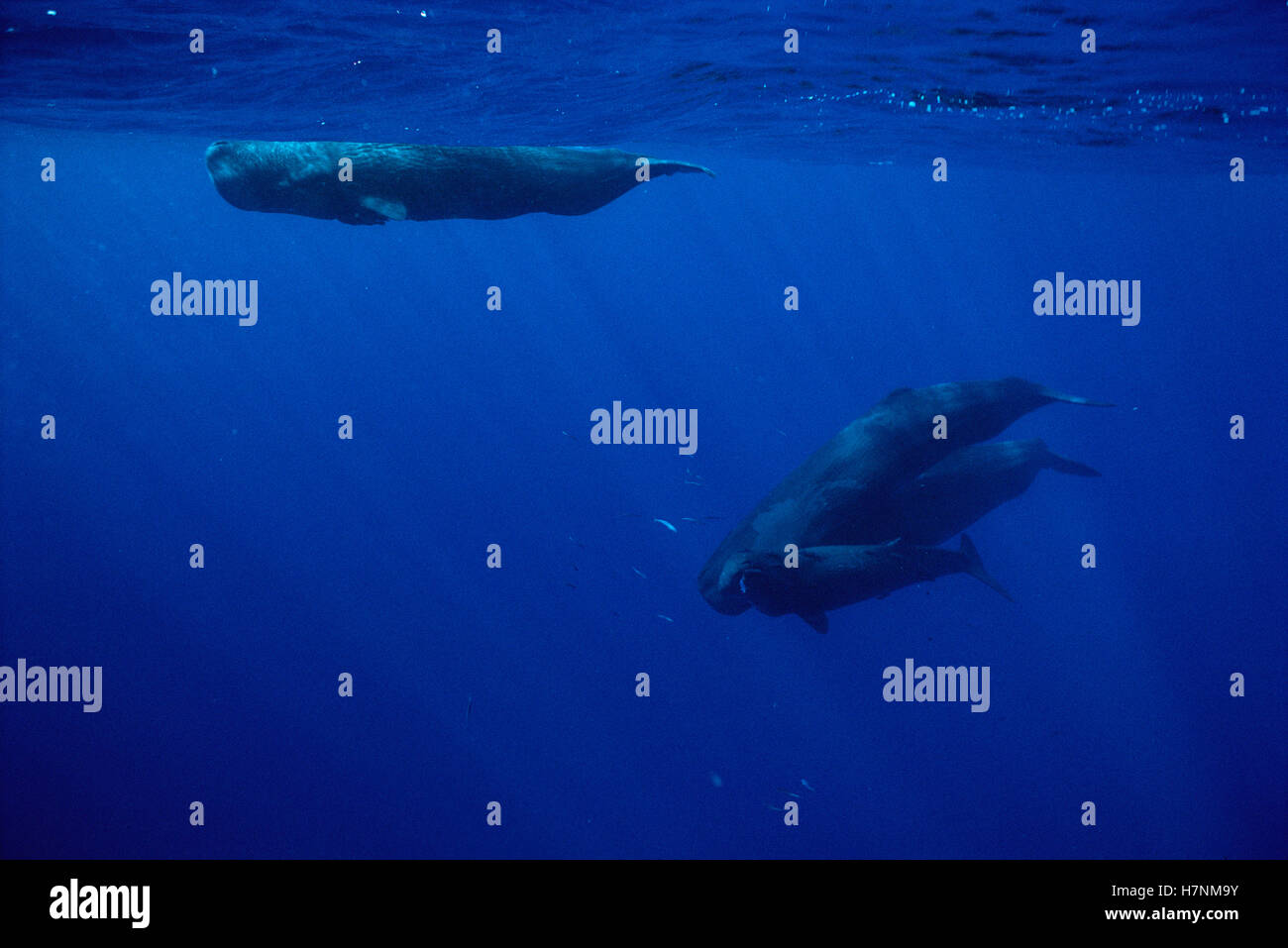 Sperm Whale (Physeter macrocephalus) group, Sri Lanka Stock Photo - Alamy