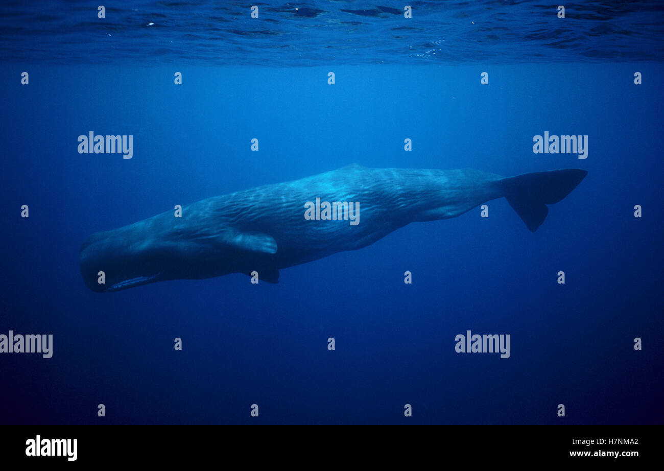 Sperm Whale (Physeter macrocephalus), Sri Lanka Stock Photo - Alamy