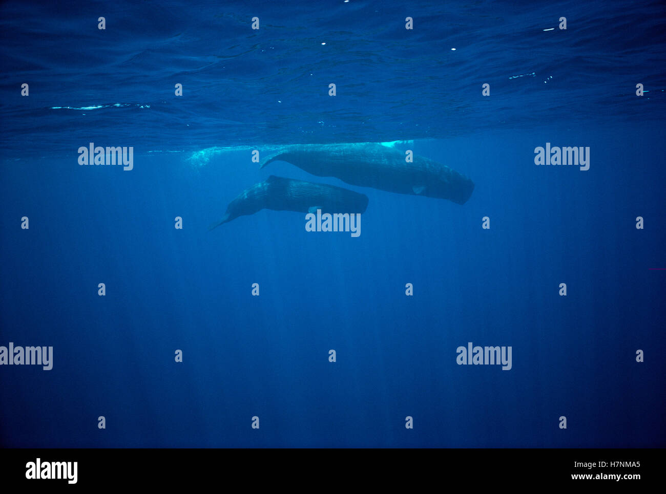 Sperm Whale (Physeter macrocephalus) and calf, Sri Lanka Stock Photo - Alamy