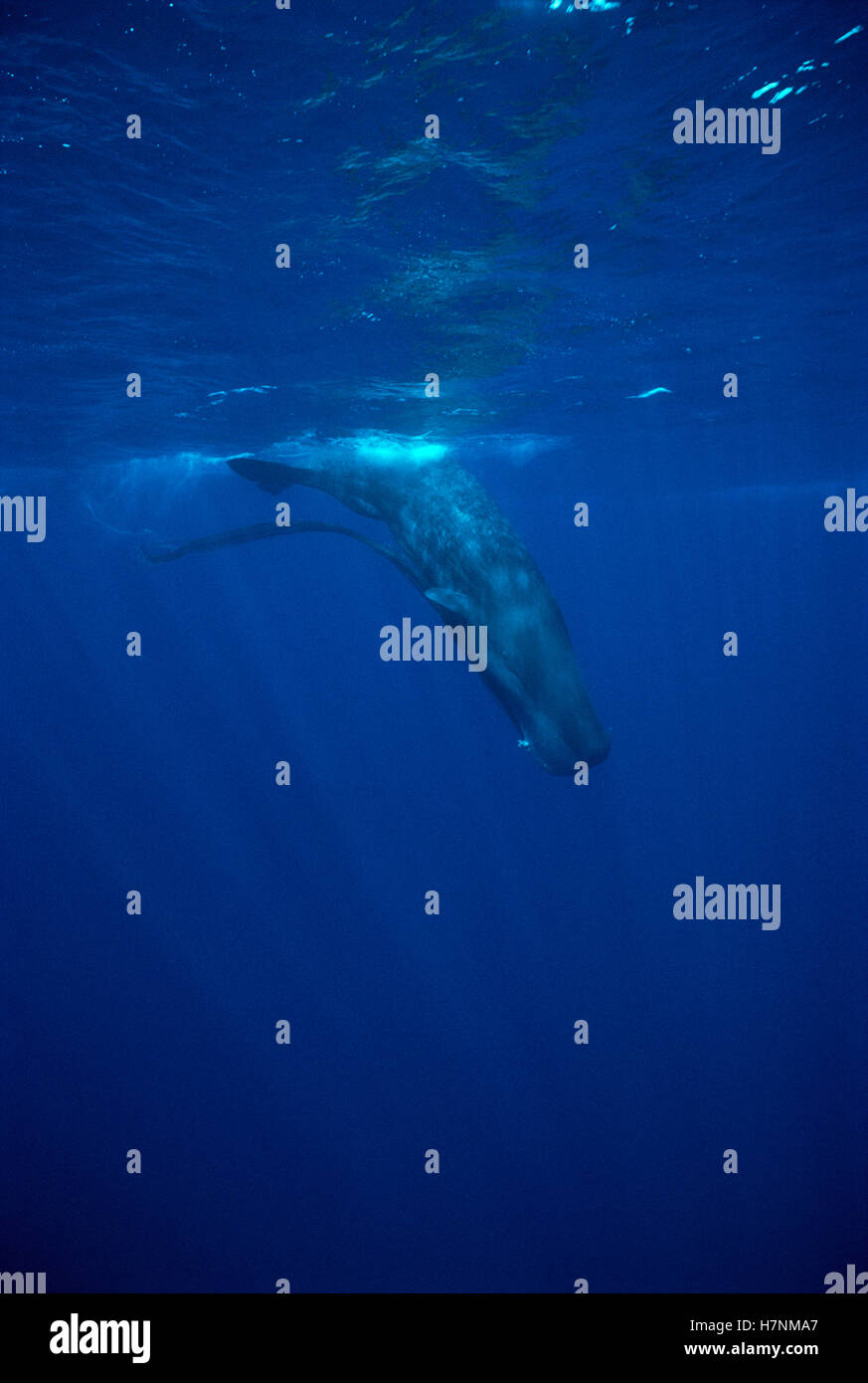 Sperm Whale (Physeter macrocephalus) diving with fishing net caught on jaw, Sri Lanka Stock ...