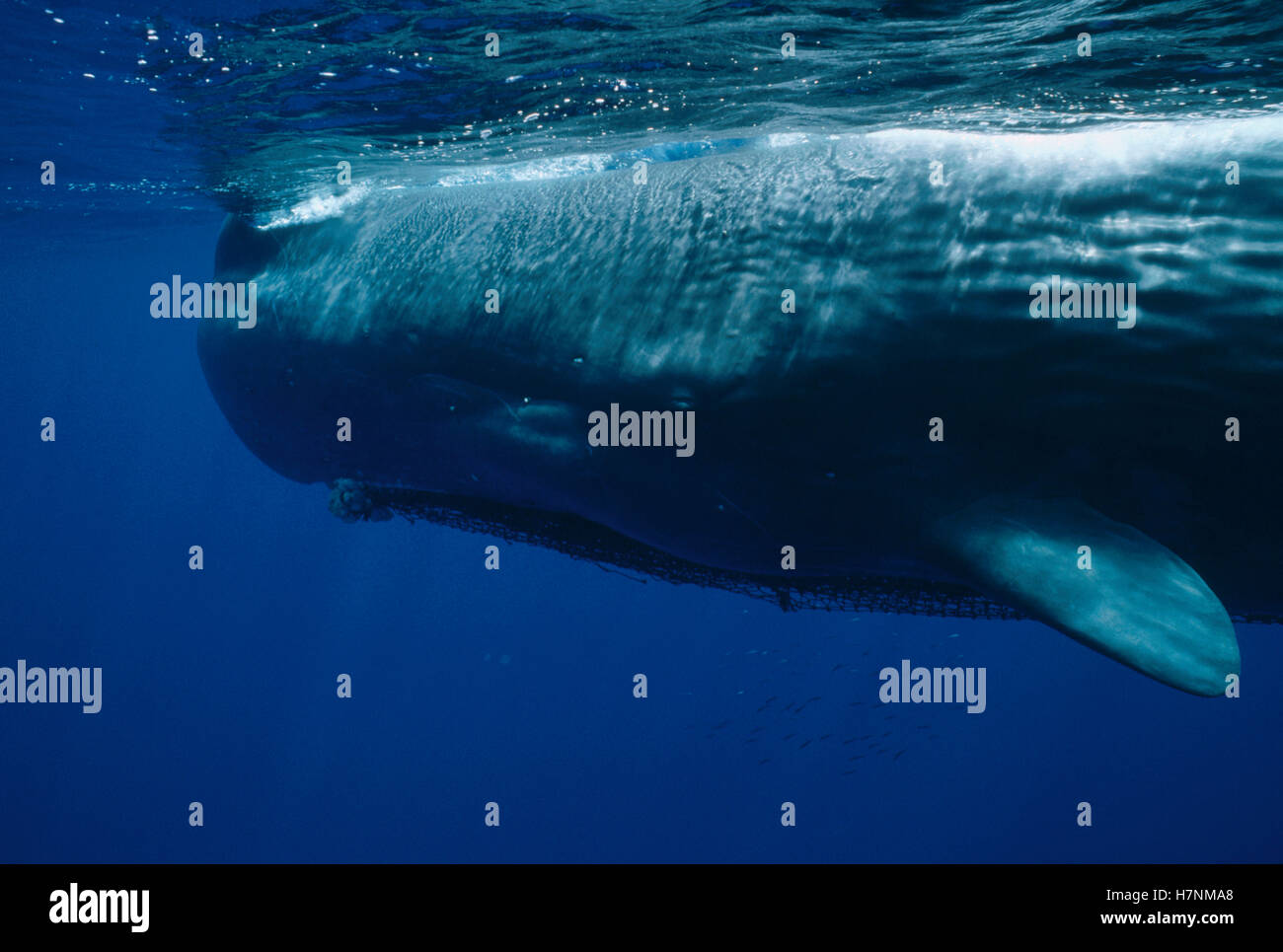 Sperm Whale (Physeter macrocephalus) entangled in net, Sri Lanka Stock Photo - Alamy