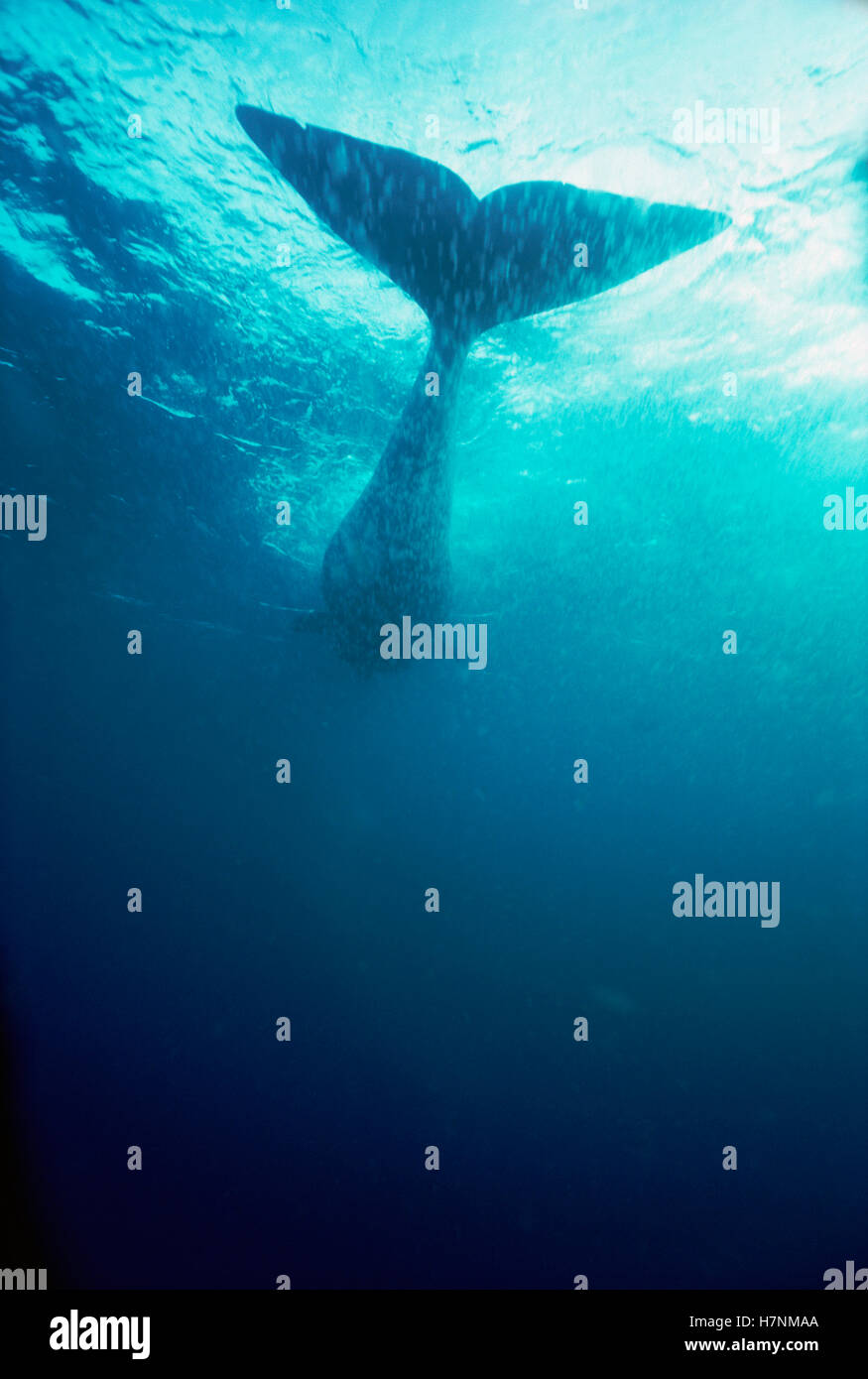 Sperm Whale (Physeter macrocephalus) silhouette, Sri Lanka Stock Photo - Alamy