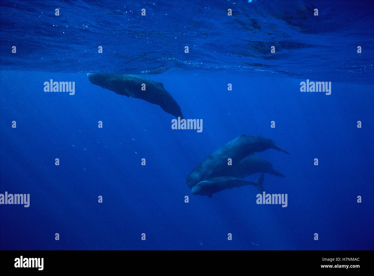 Sperm Whale (Physeter macrocephalus) group underwater, Sri Lanka Stock Photo - Alamy
