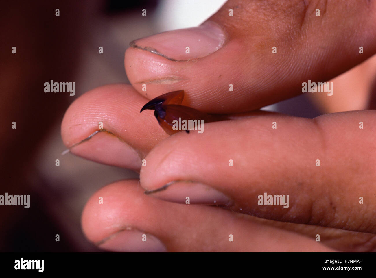 Squid beaks retrieved from Sperm Whale (Physeter macrocephalus) feces ...