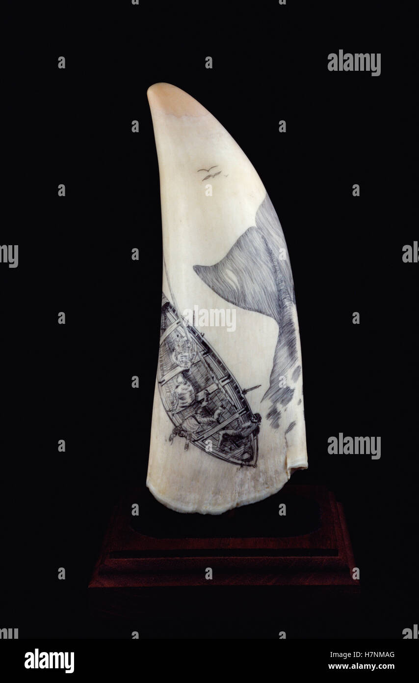 Sperm Whale (Physeter macrocephalus) tooth with Scrimshaw artwork of ...