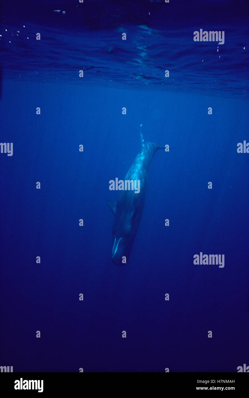 Sperm Whale (Physeter macrocephalus) diving, Sri Lanka Stock Photo - Alamy