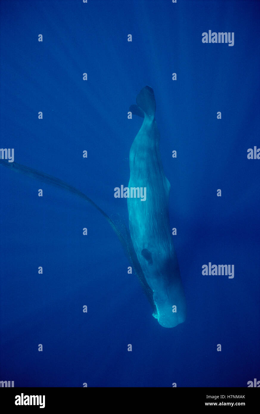 Sperm Whale (Physeter macrocephalus) with net caught on jaw, Hawaii ...
