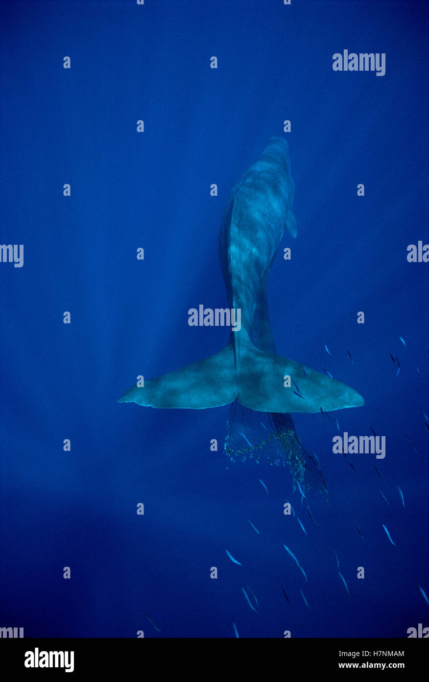 Sperm Whale (Physeter macrocephalus) with net caught on jaw, Hawaii ...