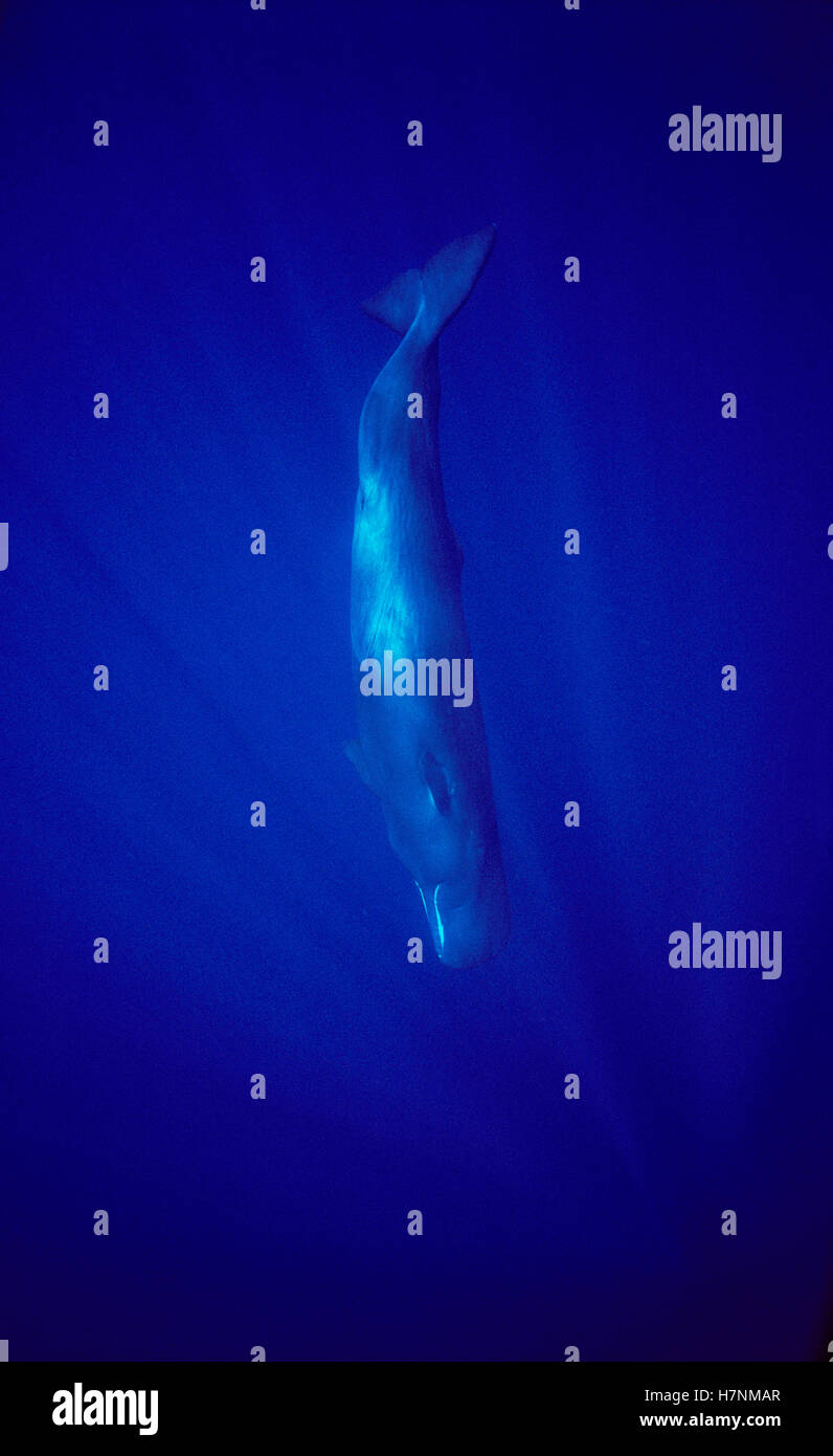 Sperm Whale (Physeter macrocephalus) diving, Indian Ocean Stock Photo ...