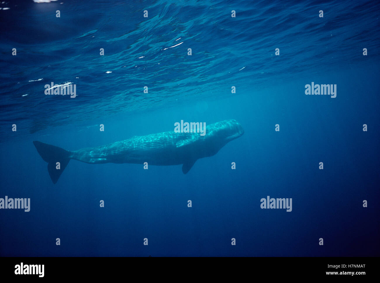 Sperm Whale (Physeter macrocephalus) portrait, Sri Lanka Stock Photo - Alamy