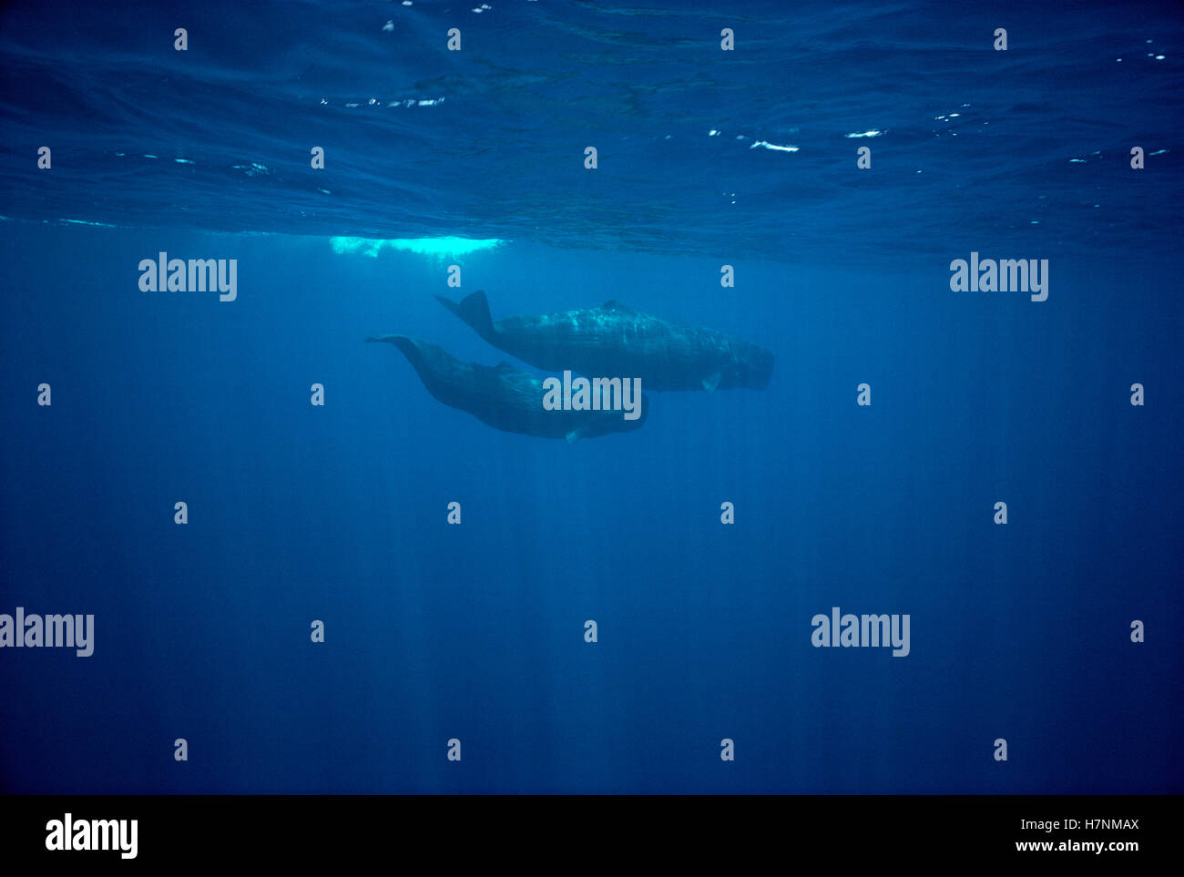 Sperm Whale (Physeter macrocephalus) pair underwater, Sri Lanka Stock ...
