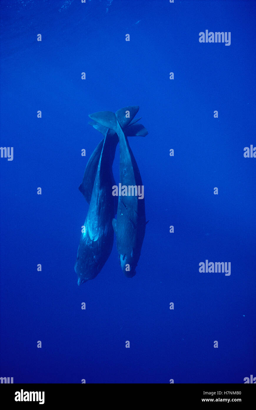 Sperm Whale (Physeter macrocephalus) trio diving, Sri Lanka Stock Photo - Alamy