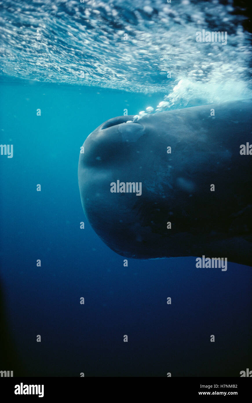 Sperm Whale (Physeter macrocephalus) blow hole and bubbles, Sri Lanka Stock Photo - Alamy