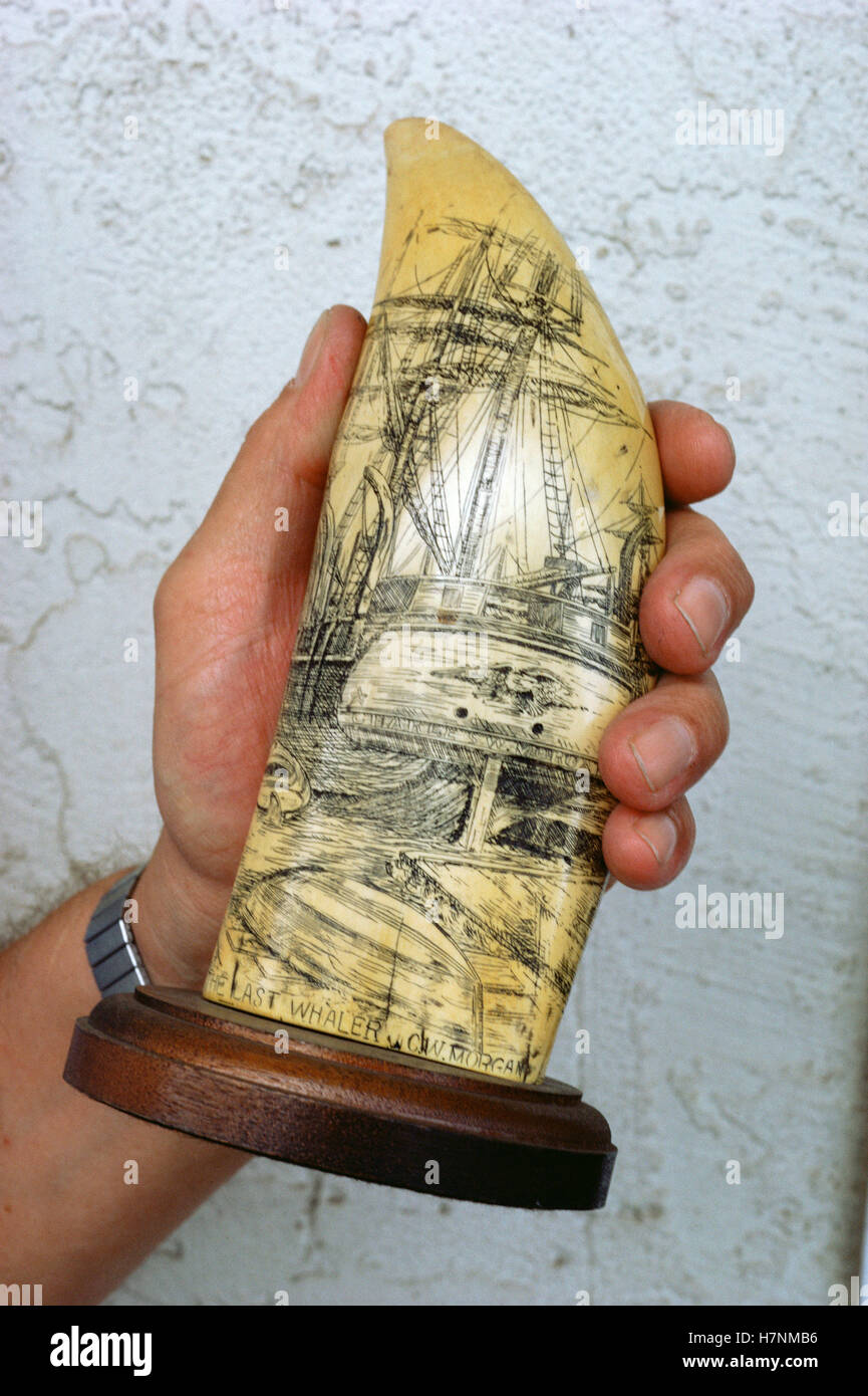 Sperm Whale (Physeter macrocephalus) tooth carved with scrimshaw ...