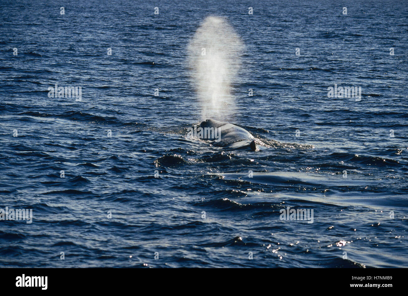 Sperm Whale (Physeter macrocephalus) spouting, Sri Lanka Stock Photo - Alamy