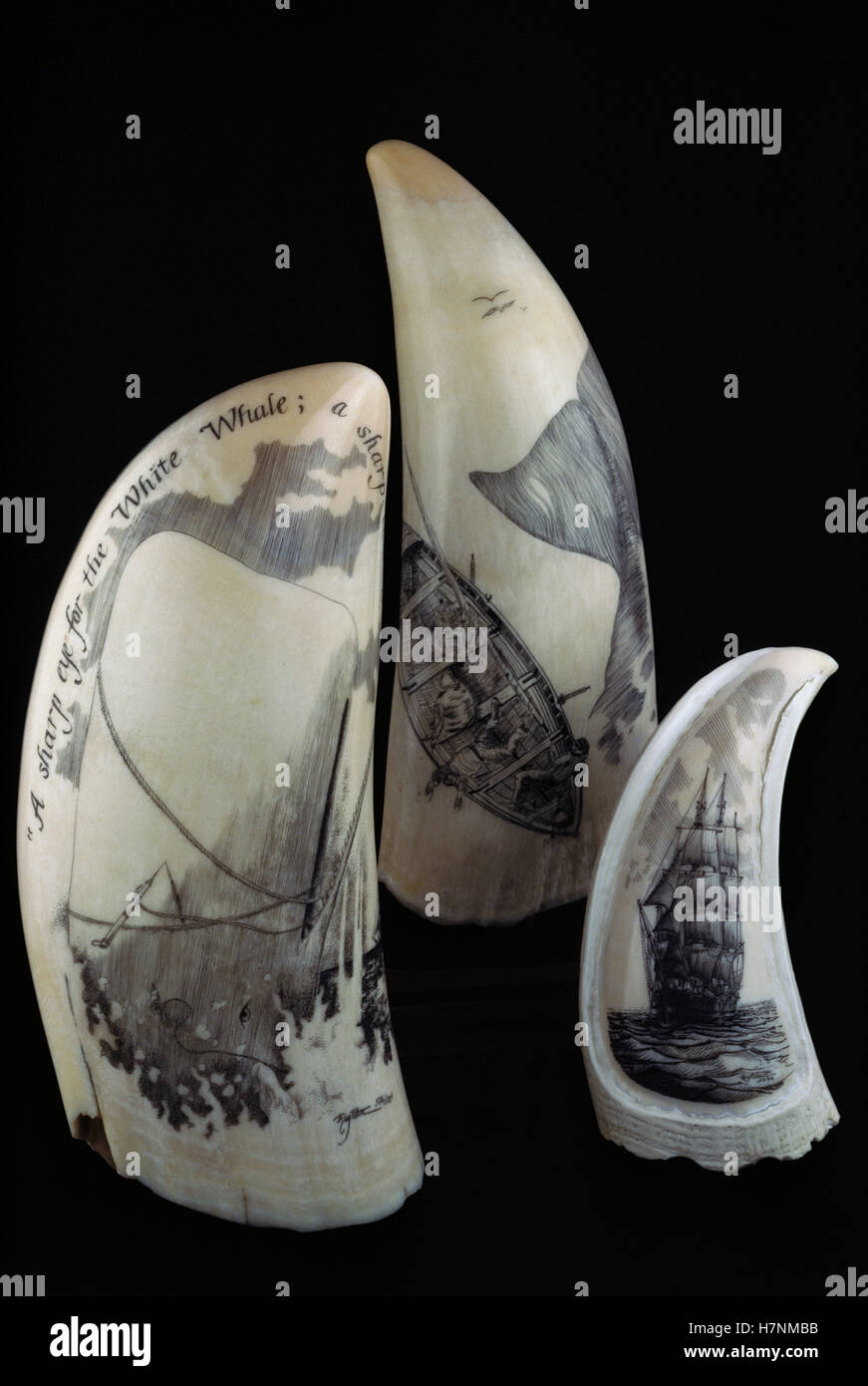 Sperm Whale (Physeter macrocephalus) teeth carved with scrimshaw ...