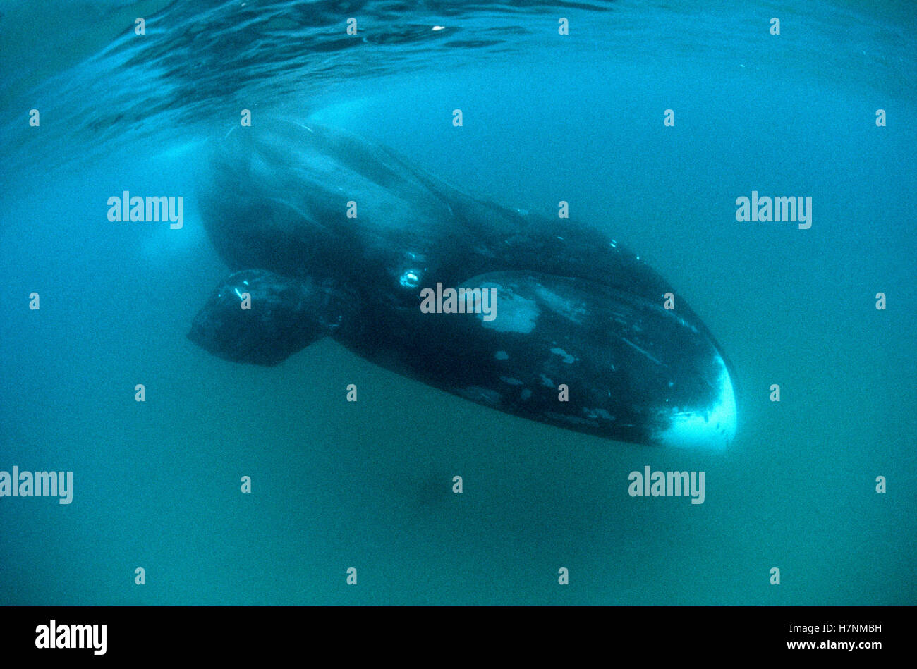 Bowhead Whale (Balaena mysticetus) diving, Baffin Island, Canada Stock ...