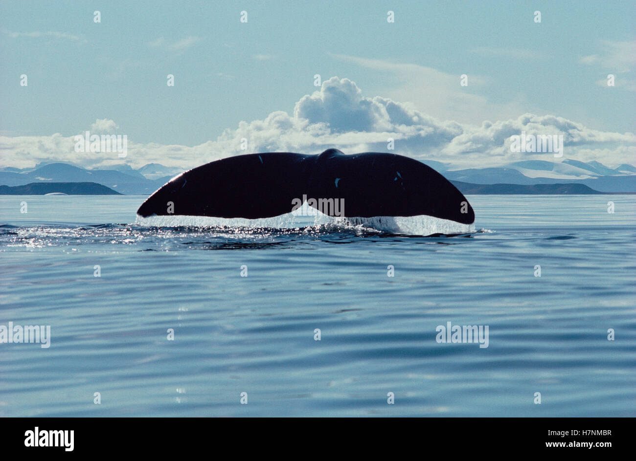 Bowhead Whale (Balaena mysticetus), Admiralty Inlet, Baffin Island ...